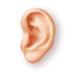 Ear Lobe Repair - Dermatology Center of Northern California